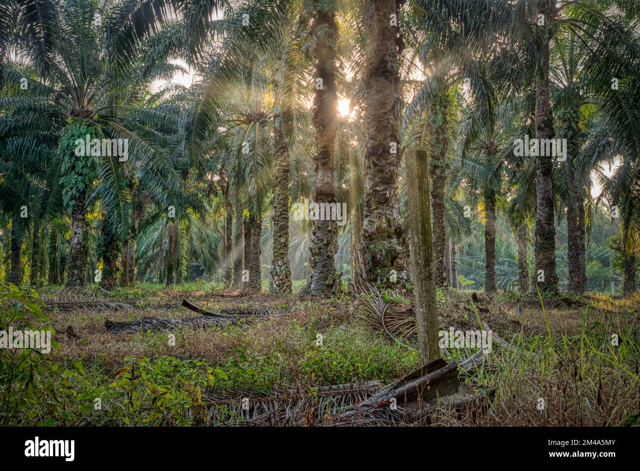 scenic environment at the isolated palm oil plantation Stock Photo - Alamy