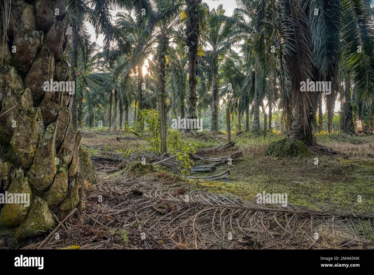 scenic environment at the isolated palm oil plantation Stock Photo - Alamy