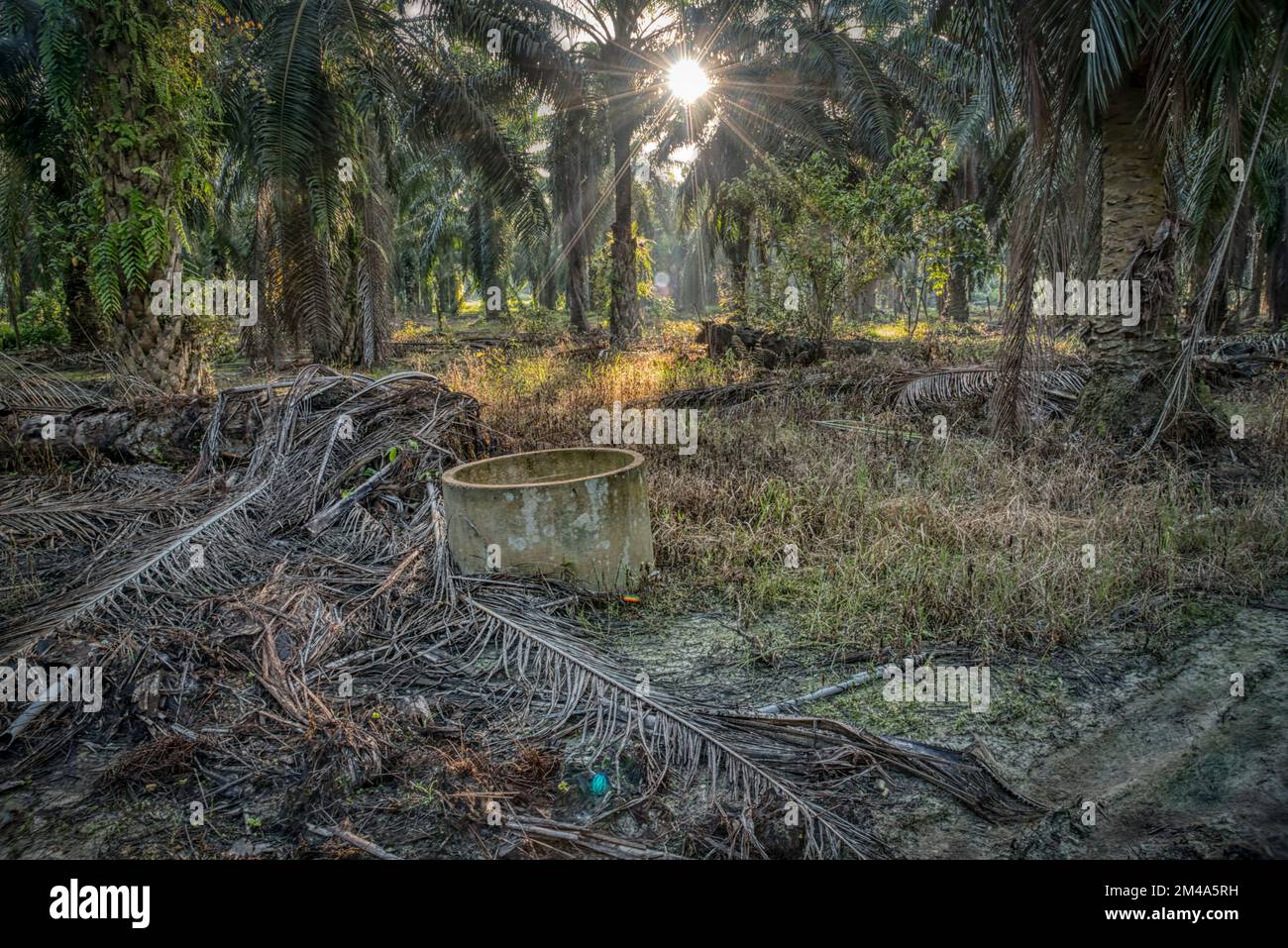 scenic environment at the isolated palm oil plantation Stock Photo - Alamy