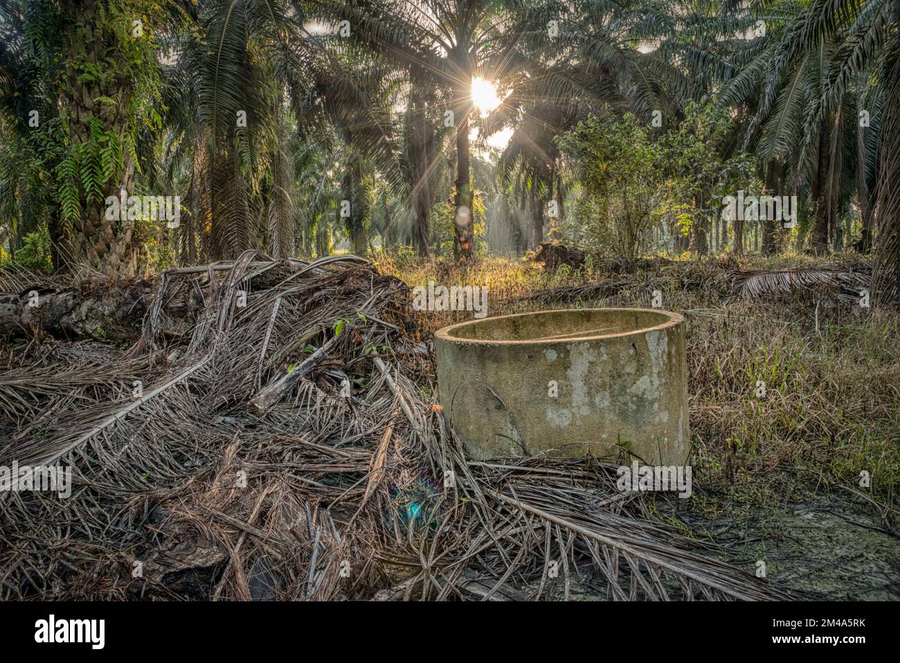 scenic environment at the isolated palm oil plantation Stock Photo - Alamy