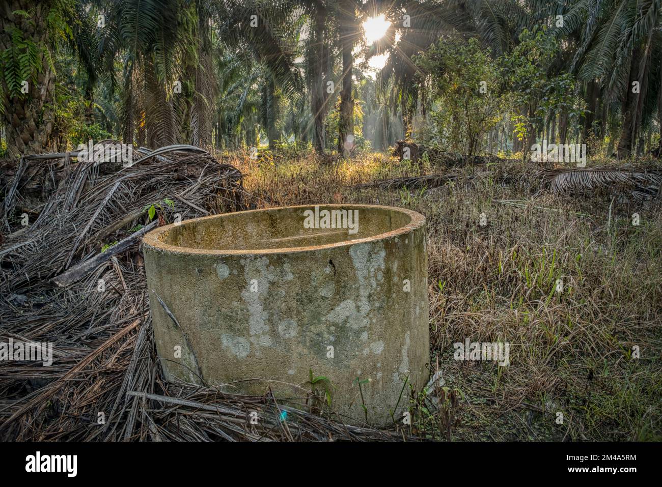 scenic environment at the isolated palm oil plantation Stock Photo - Alamy