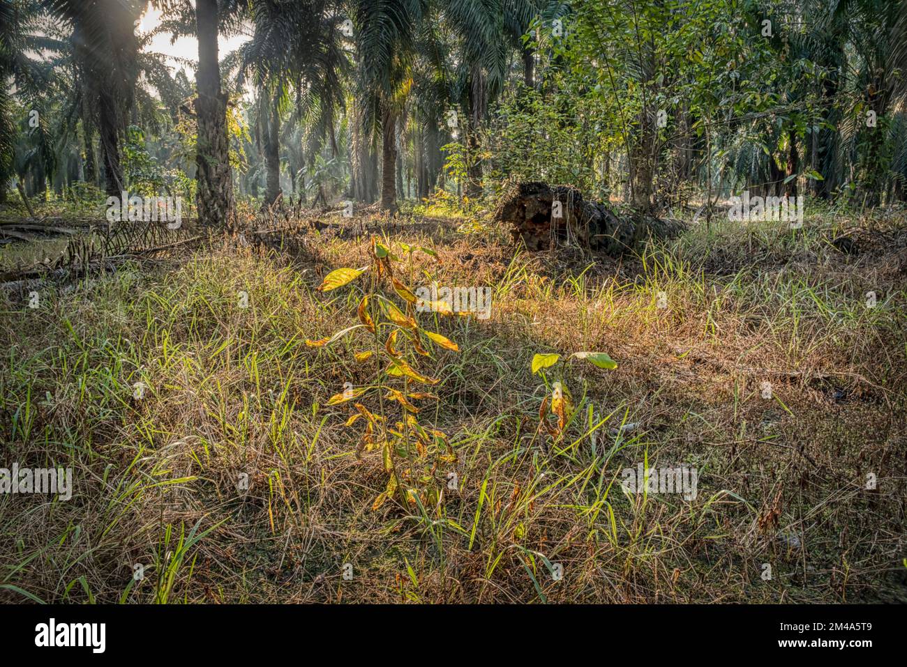 scenic environment at the isolated palm oil plantation Stock Photo - Alamy