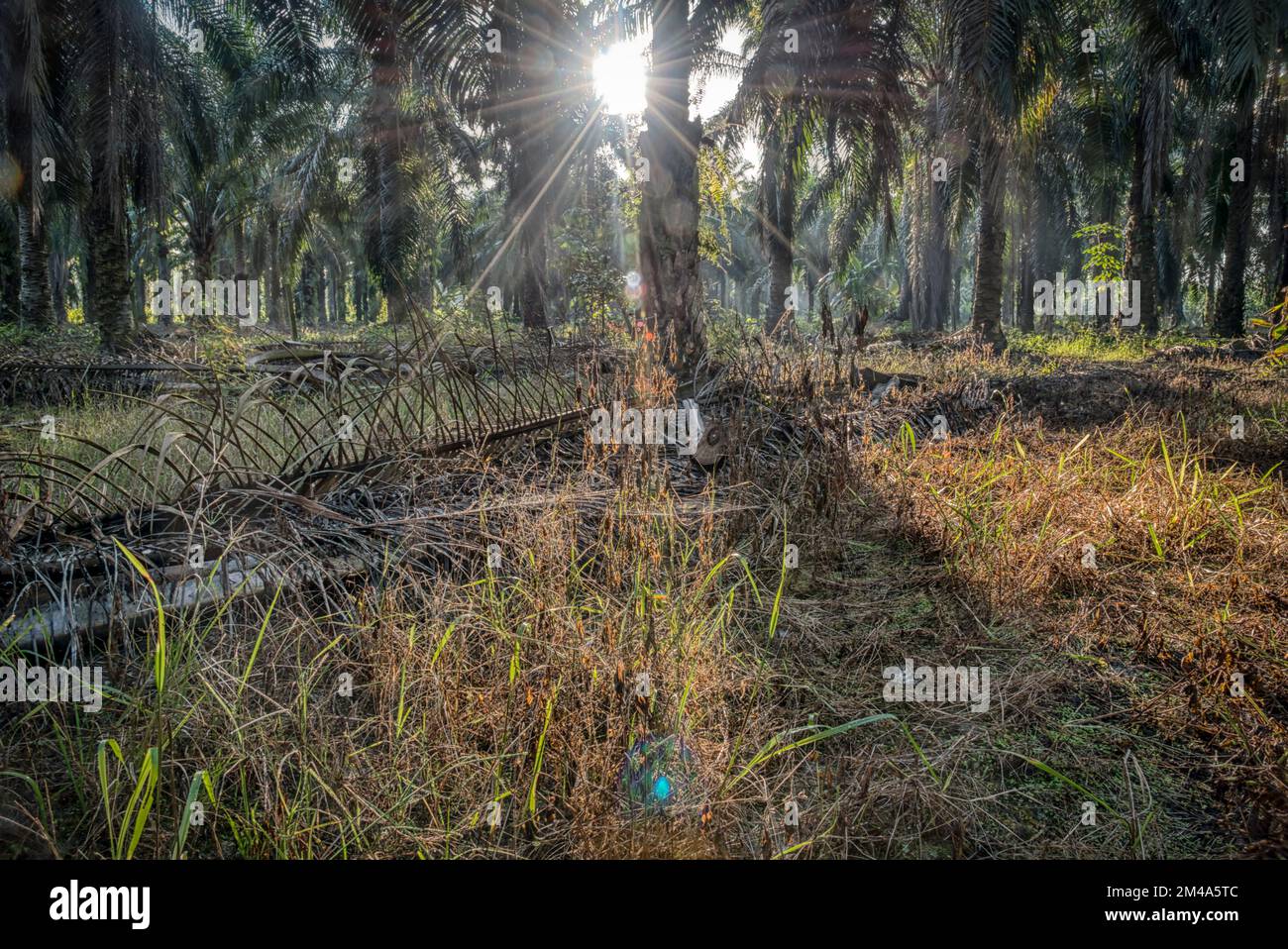 scenic environment at the isolated palm oil plantation Stock Photo - Alamy