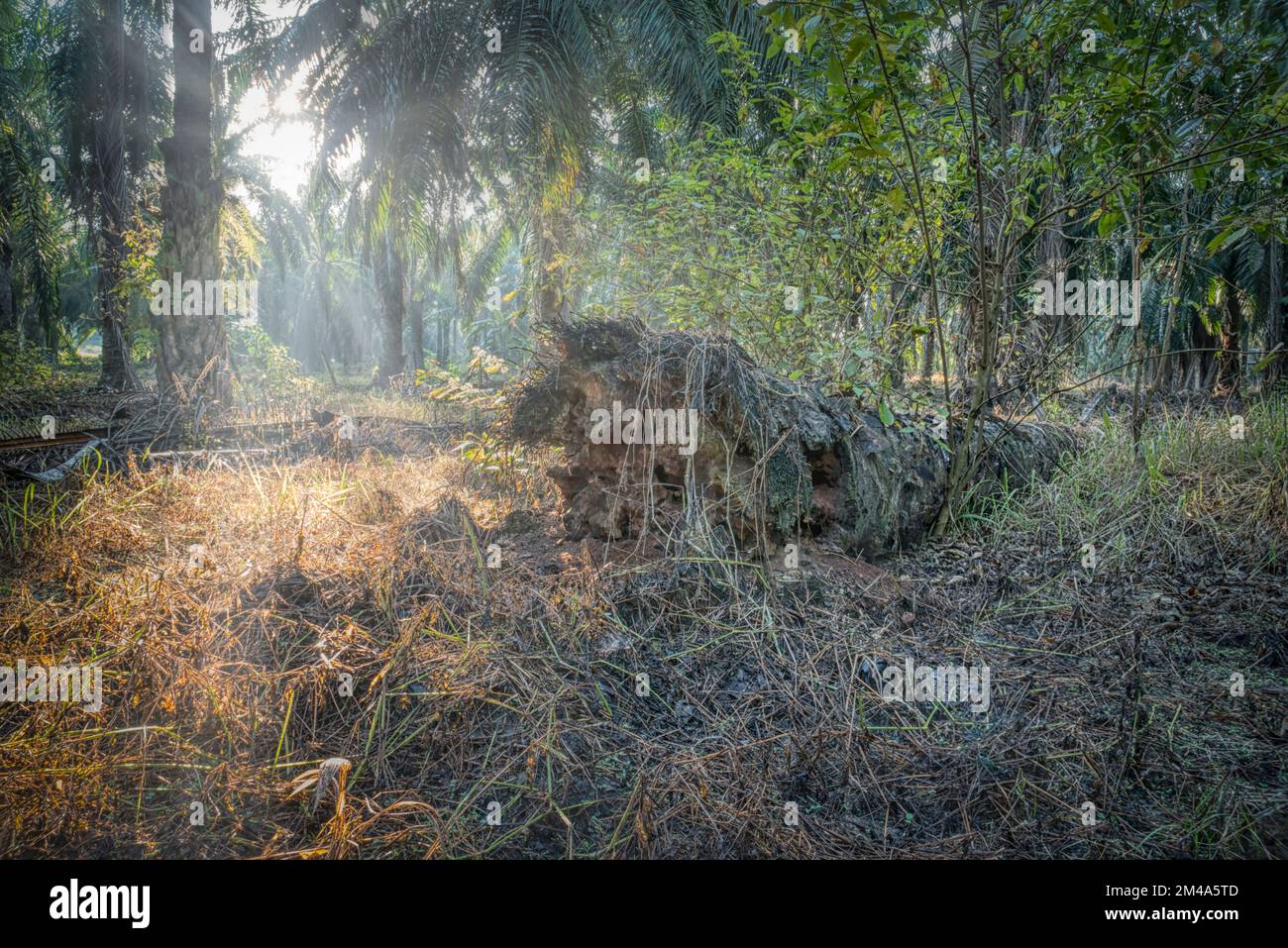 scenic environment at the isolated palm oil plantation Stock Photo - Alamy