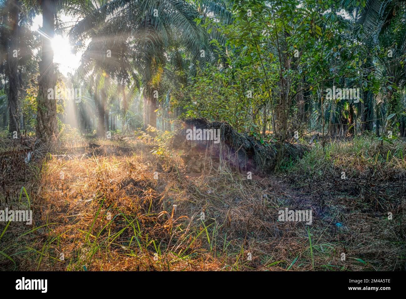 scenic environment at the isolated palm oil plantation Stock Photo - Alamy