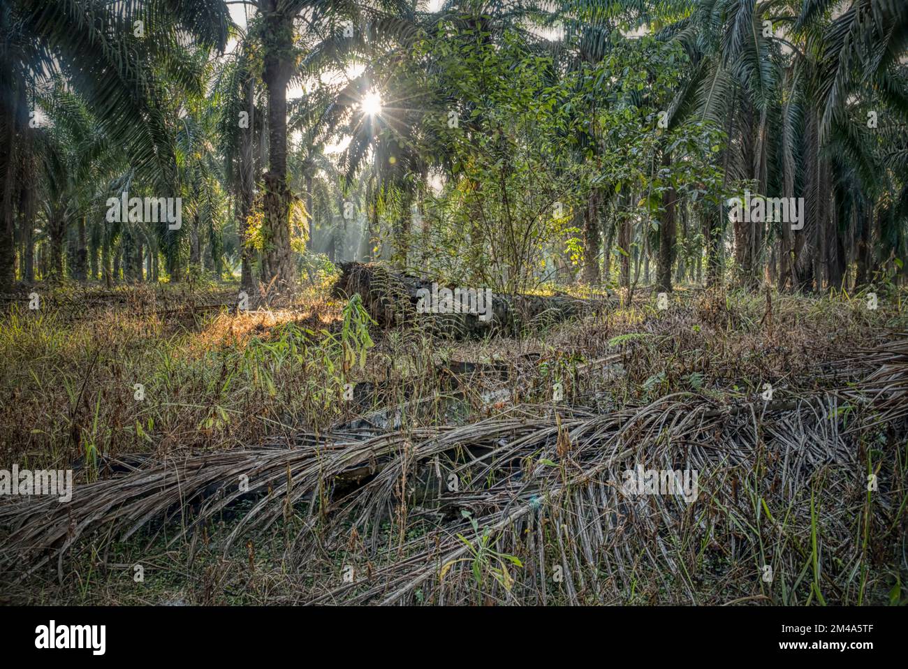 scenic environment at the isolated palm oil plantation Stock Photo - Alamy