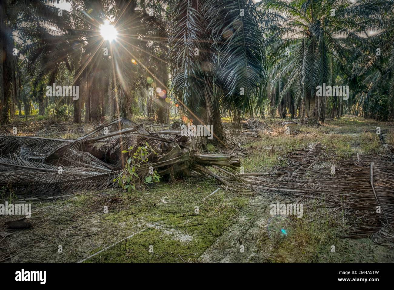 scenic environment at the isolated palm oil plantation Stock Photo - Alamy