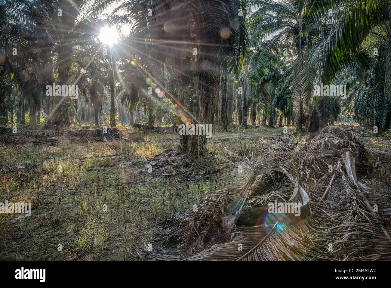 scenic environment at the isolated palm oil plantation Stock Photo - Alamy