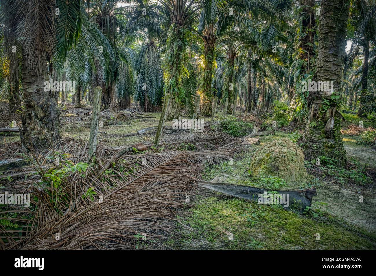 scenic environment at the isolated palm oil plantation Stock Photo - Alamy