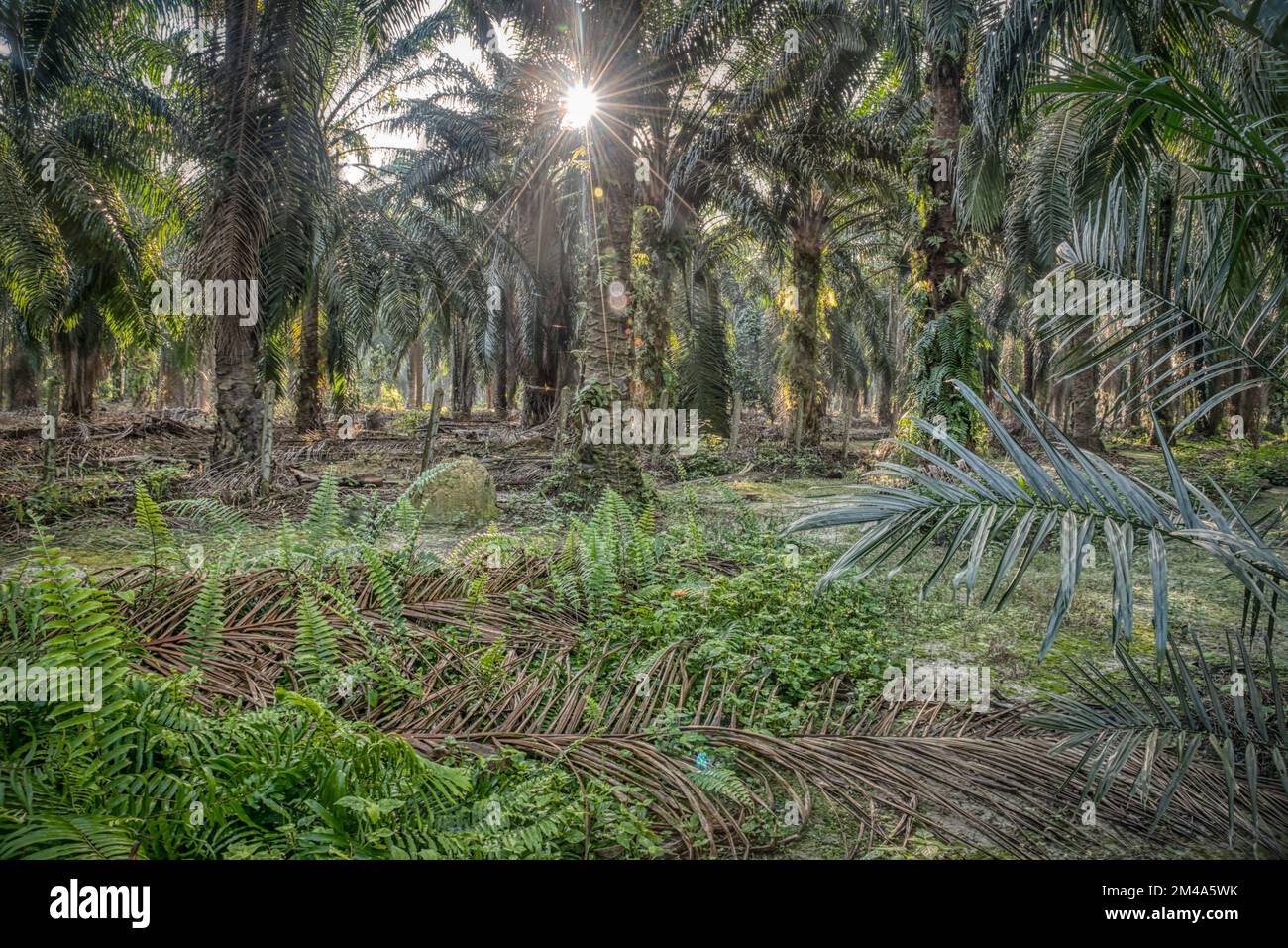 scenic environment at the isolated palm oil plantation Stock Photo - Alamy