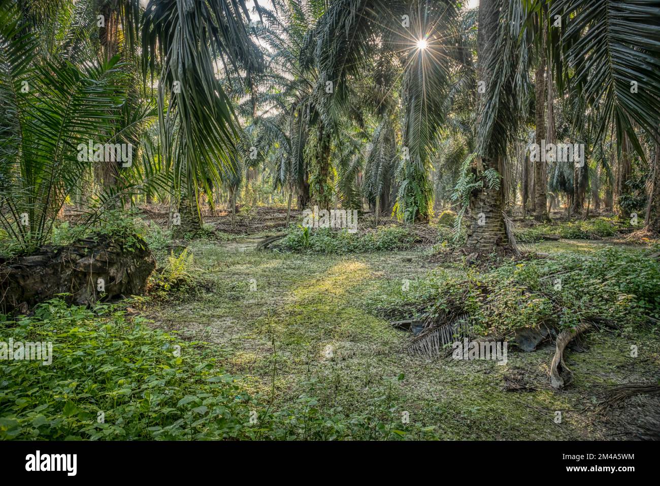 scenic environment at the isolated palm oil plantation Stock Photo - Alamy