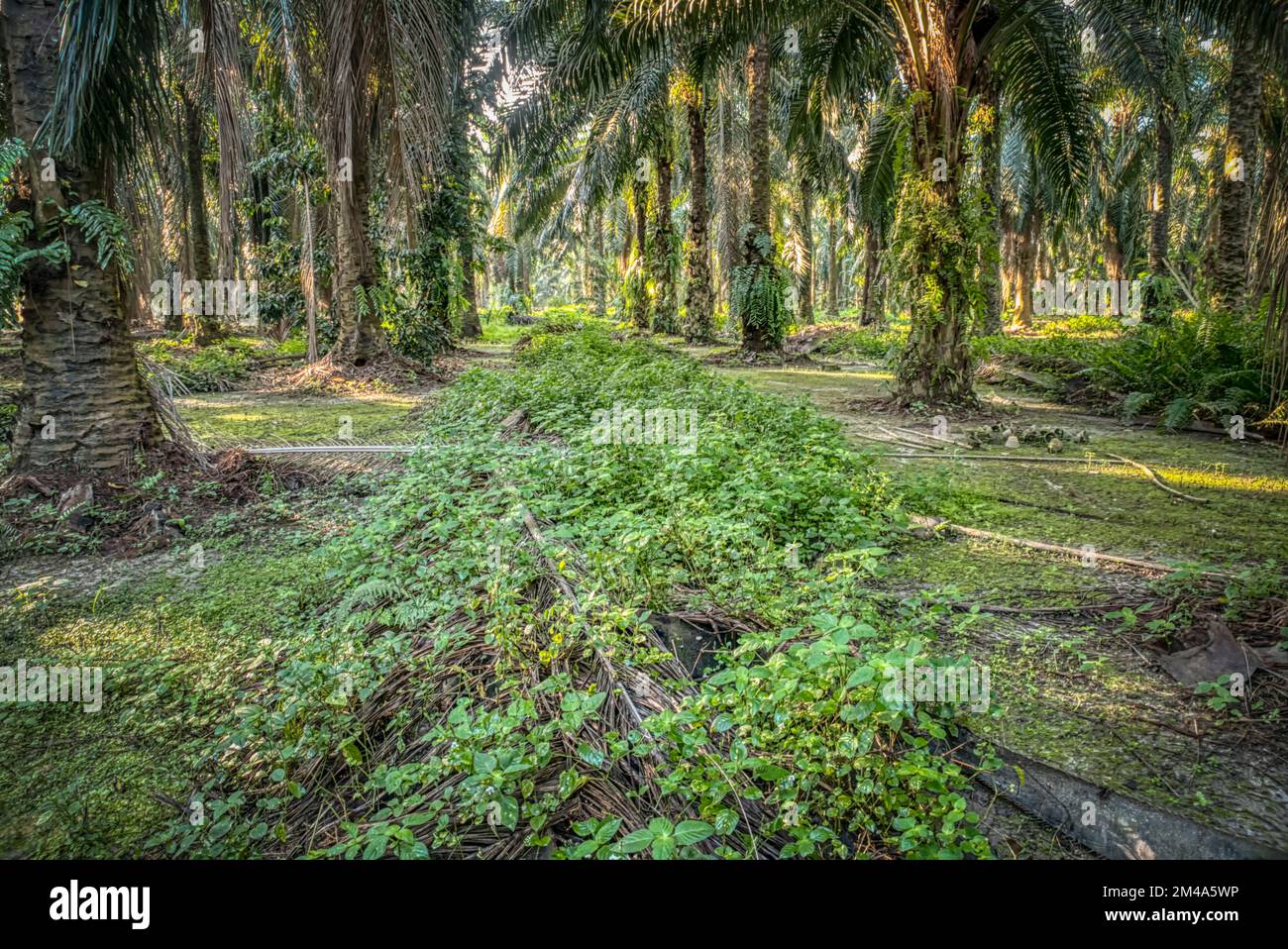 scenic environment at the isolated palm oil plantation Stock Photo - Alamy