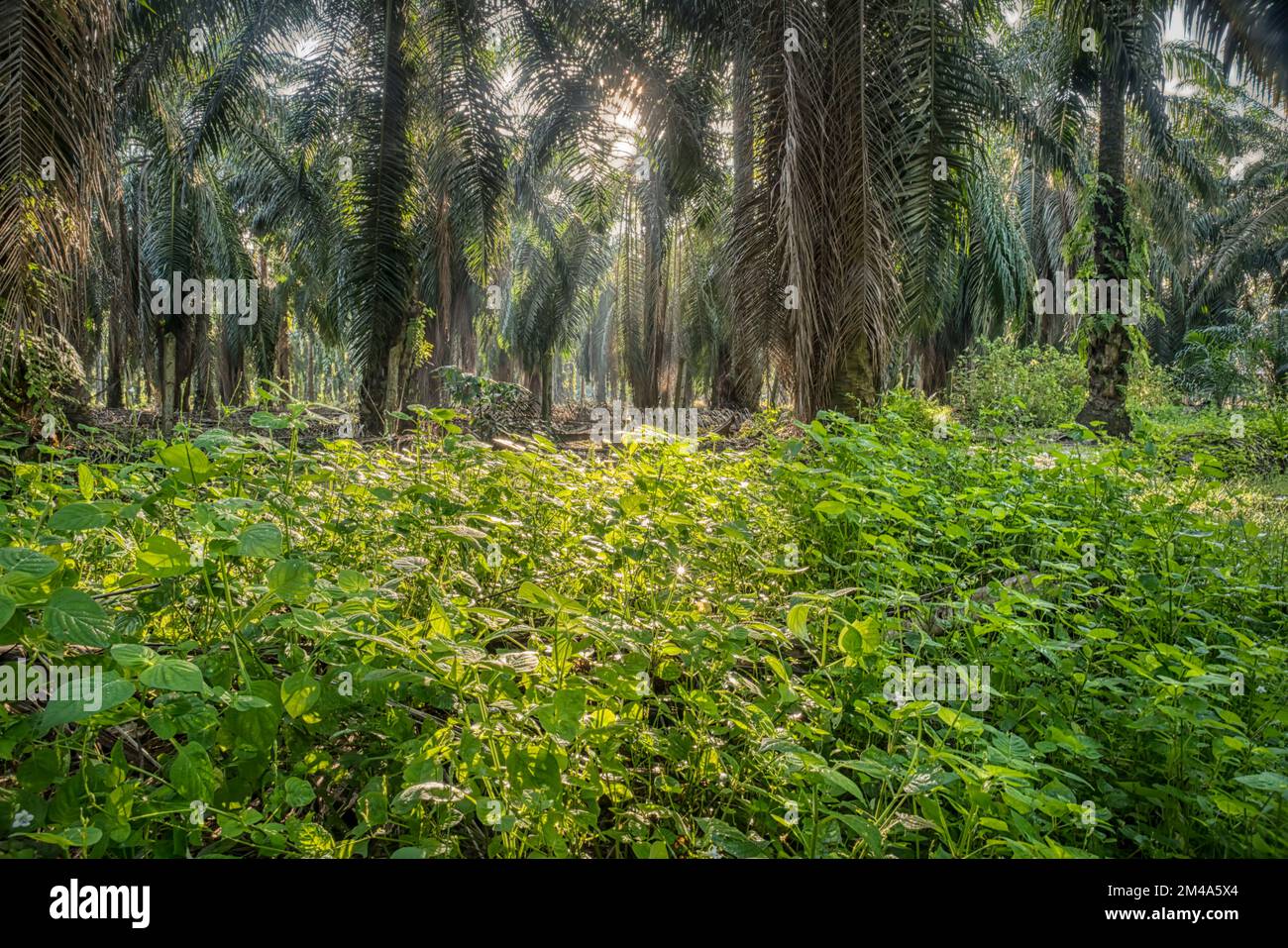 scenic environment at the isolated palm oil plantation Stock Photo - Alamy