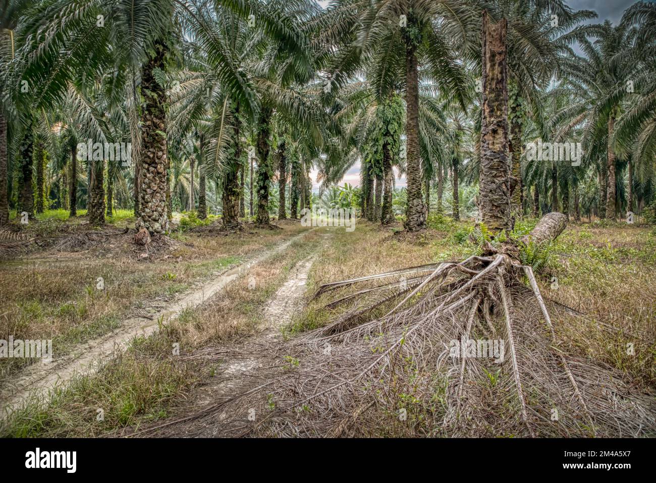 scenic environment at the isolated palm oil plantation Stock Photo - Alamy