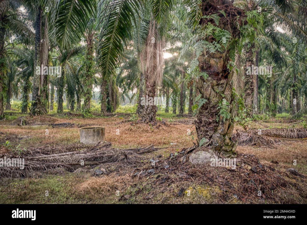 scenic environment at the isolated palm oil plantation Stock Photo - Alamy