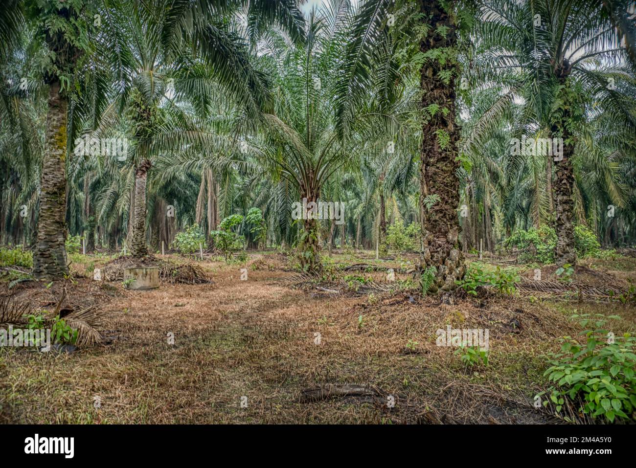 scenic environment at the isolated palm oil plantation Stock Photo - Alamy