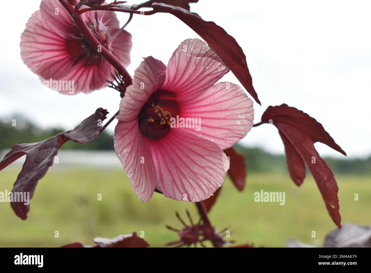 Red Roselle (Hibiscus sabdariffa Stock Photo - Alamy