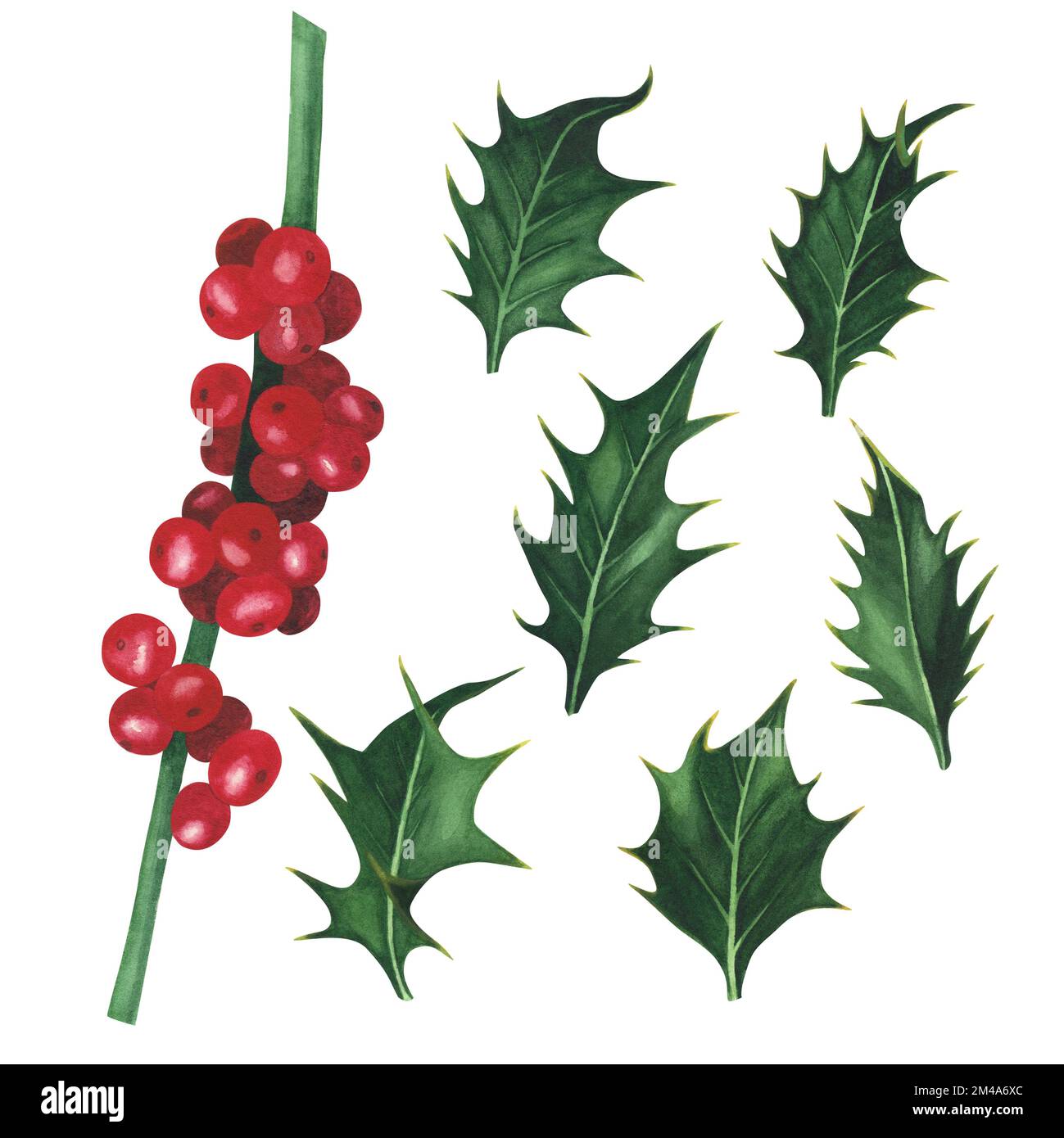 Watercolor holly hi-res stock photography and images - Alamy
