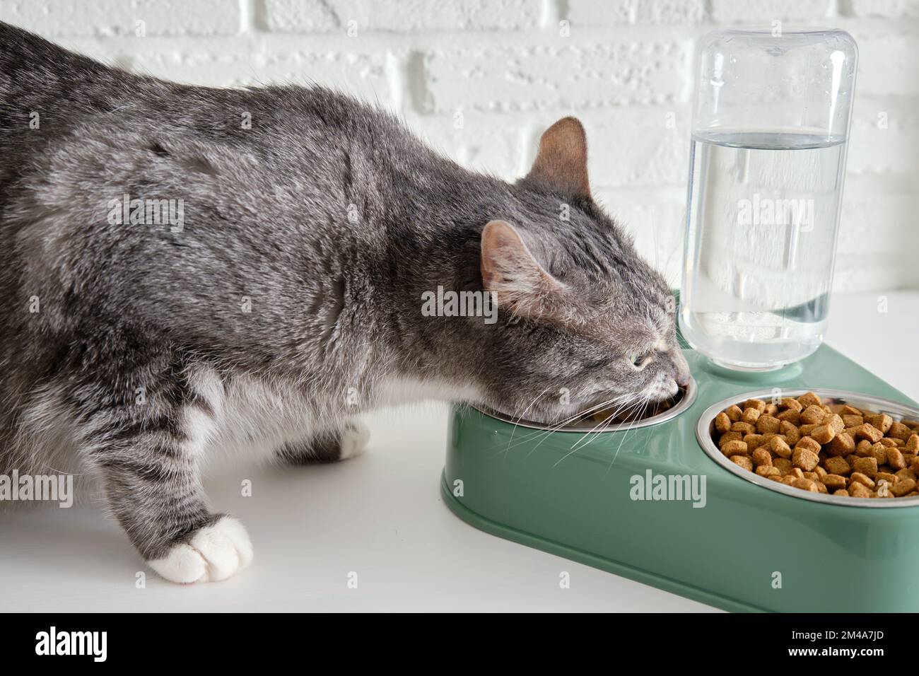 Grey senior cat eats dry food from a green bowl against a white brick ...