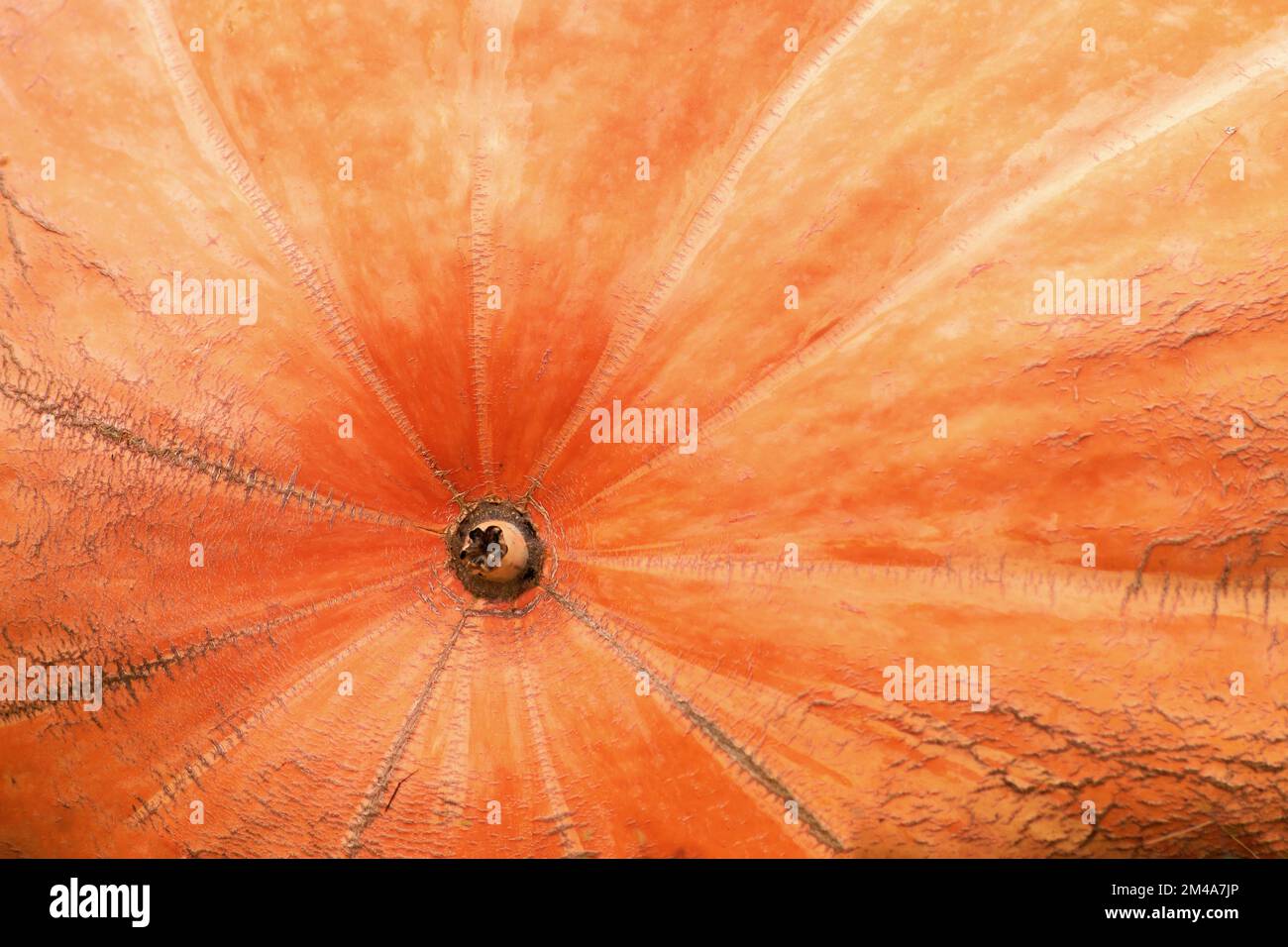 Big red pumpkin background, copy space, Orange giant pumpkin texture ...