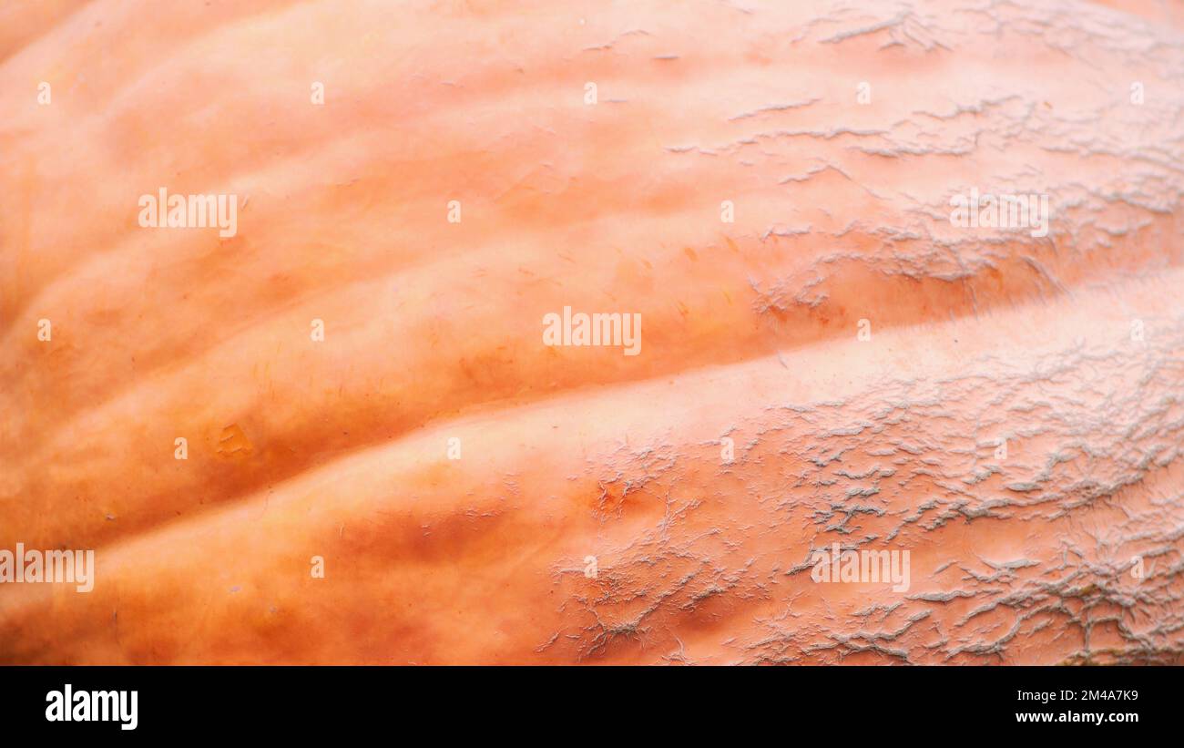 Big red pumpkin background, copy space, Orange giant pumpkin texture ...
