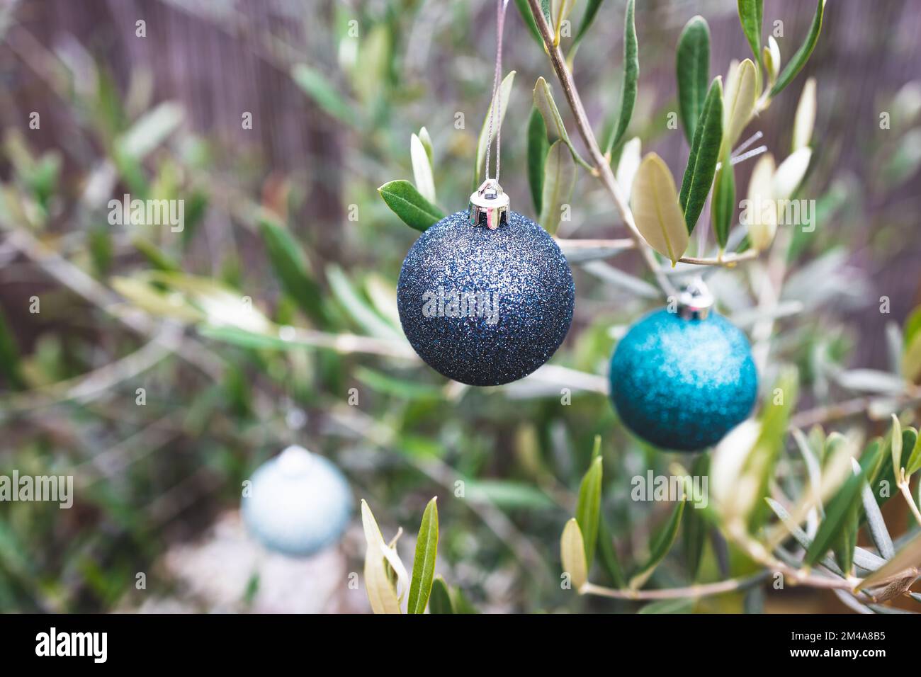 Christmas baubles on olive tree in sunny backyard, concept of festive ...