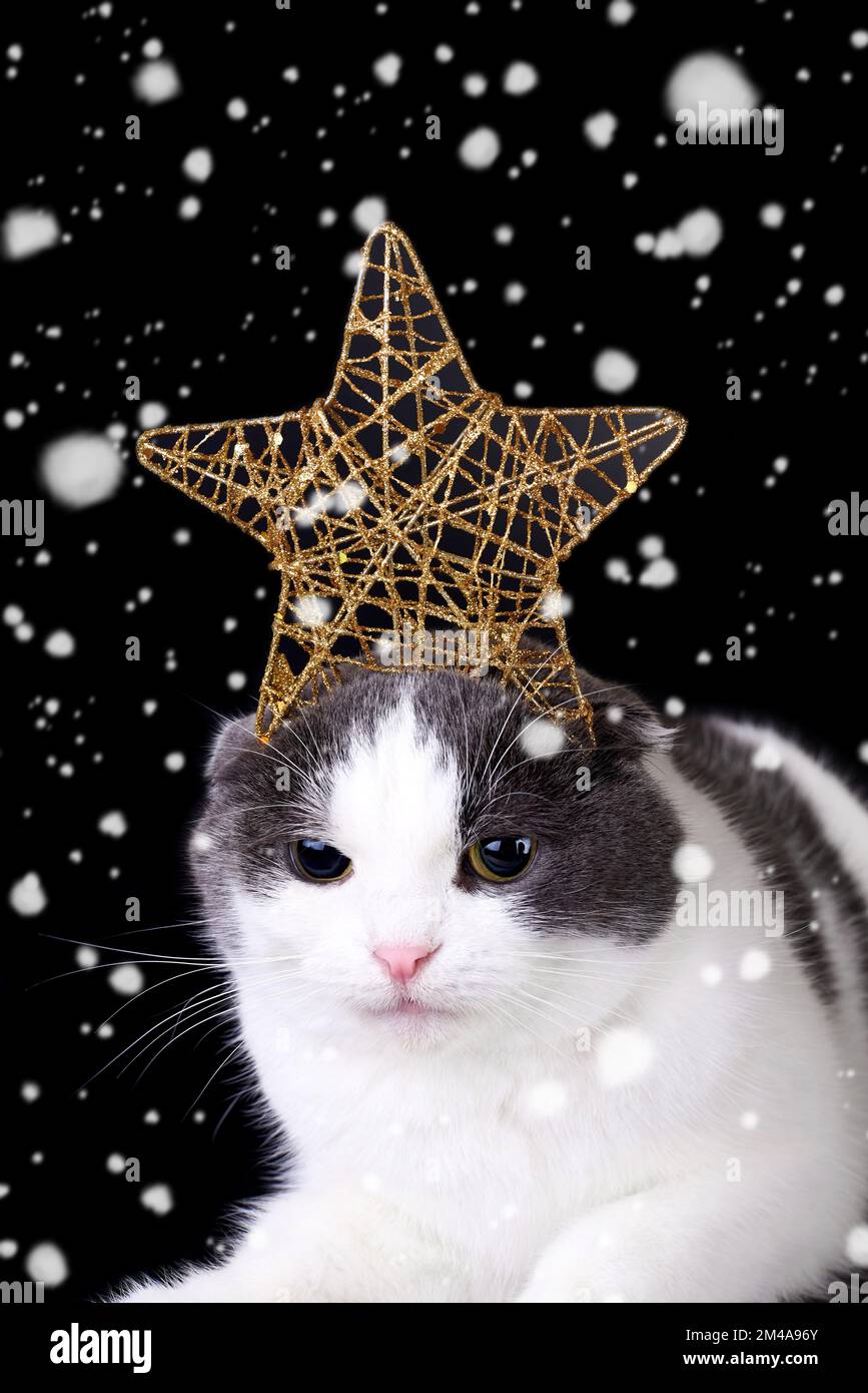 Funny cat with a Christmas star on its head Stock Photo - Alamy