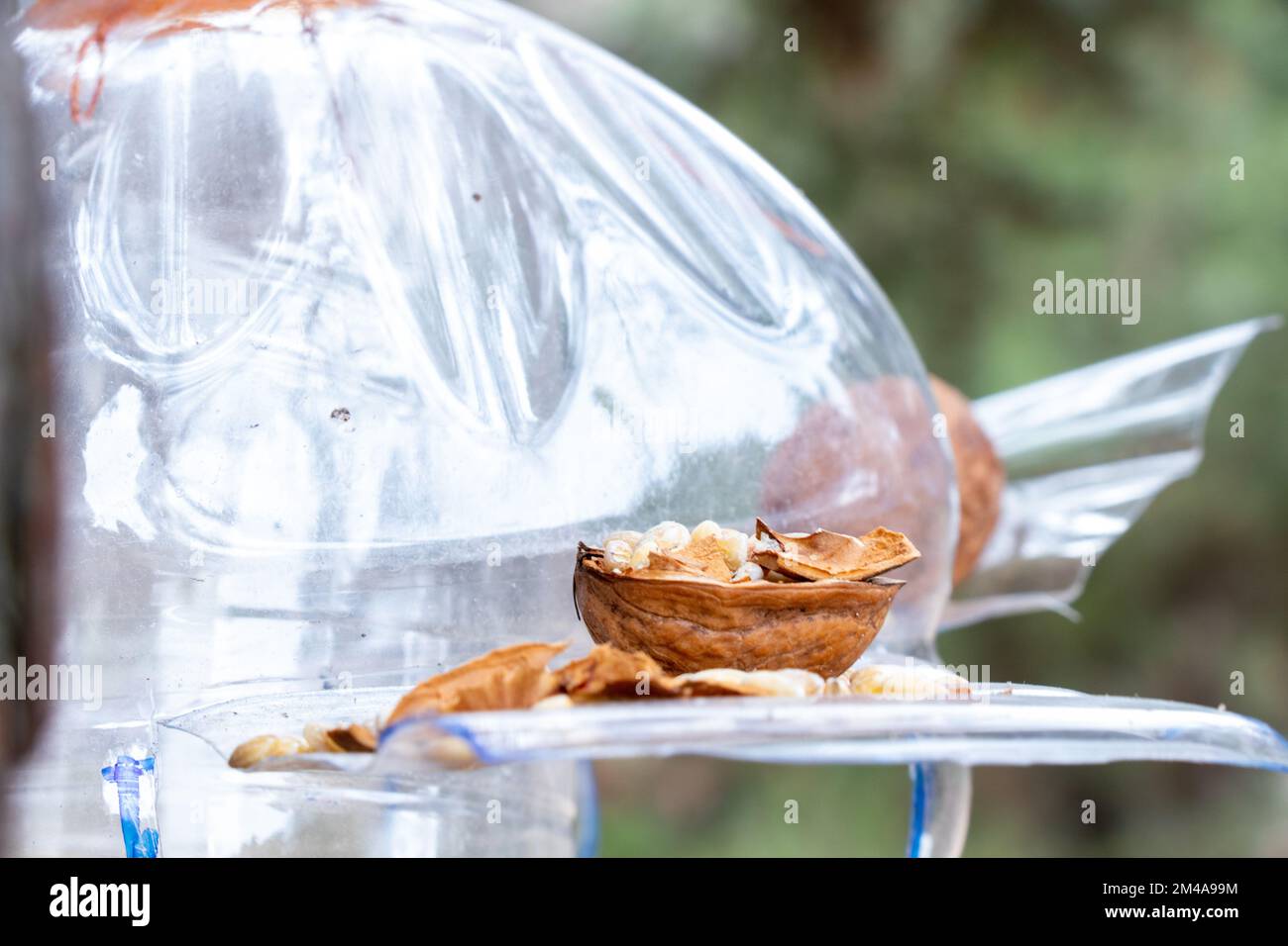 Homemade manger hanging on a Christmas tree with grain and nuts in the ...