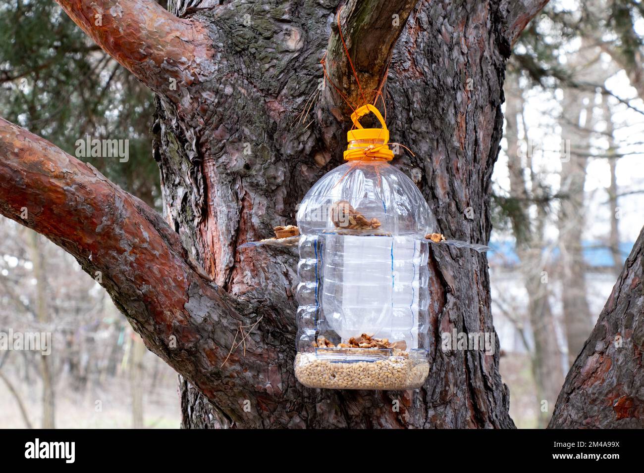 Homemade manger hanging on a Christmas tree with grain and nuts in the ...