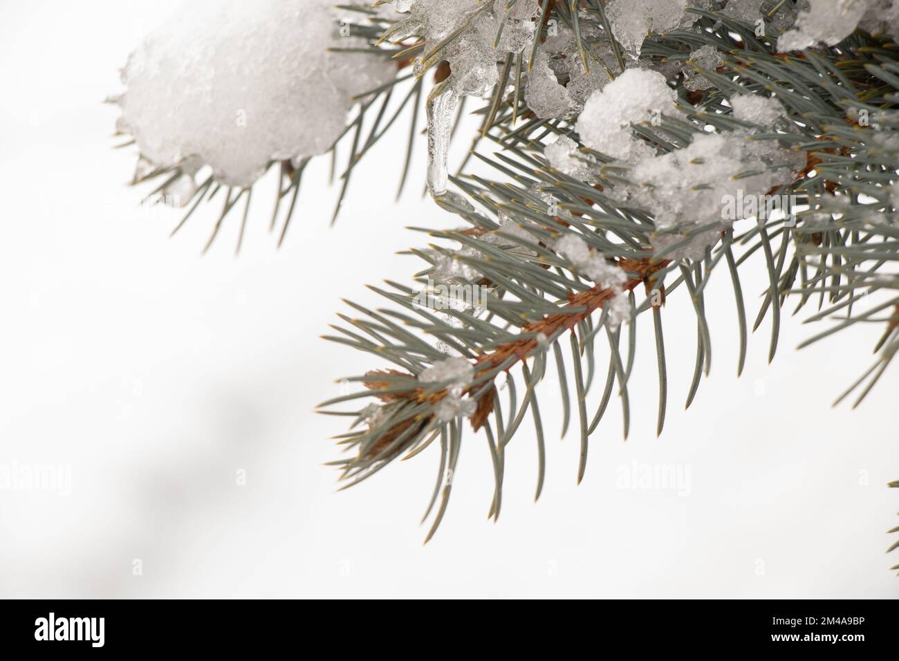 Conifer year hi-res stock photography and images - Alamy