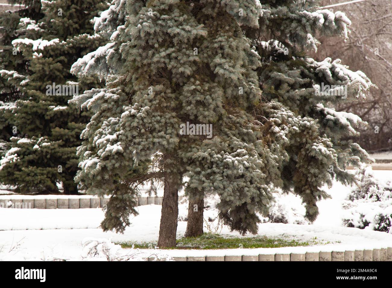 Conifer year hi-res stock photography and images - Alamy