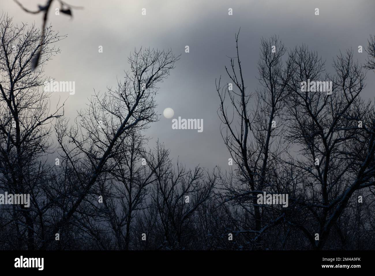 tree branches and the full moon in the snow against the sky Stock Photo ...