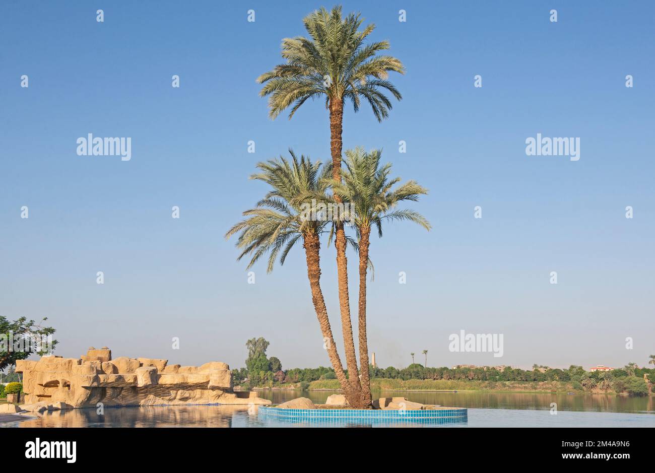 Tall large date palm tree phoenix dactylifera on island in infinity ...