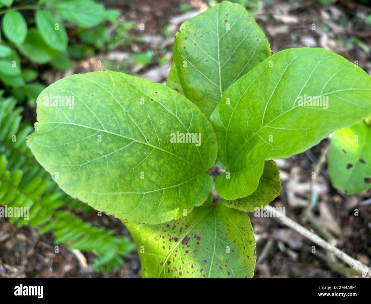 Kokio hibiscus hi-res stock photography and images - Alamy