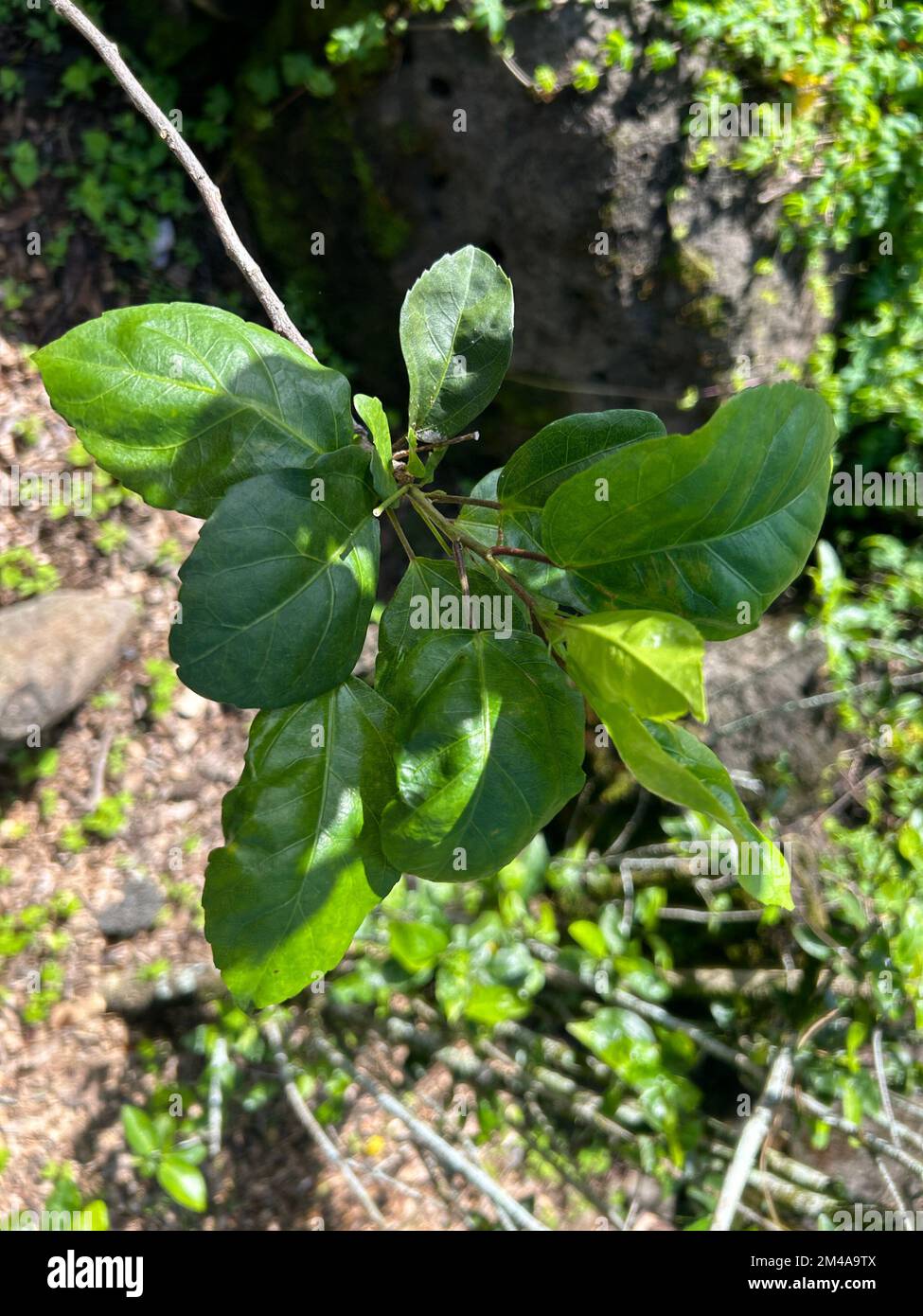 Kokio hibiscus hi-res stock photography and images - Alamy