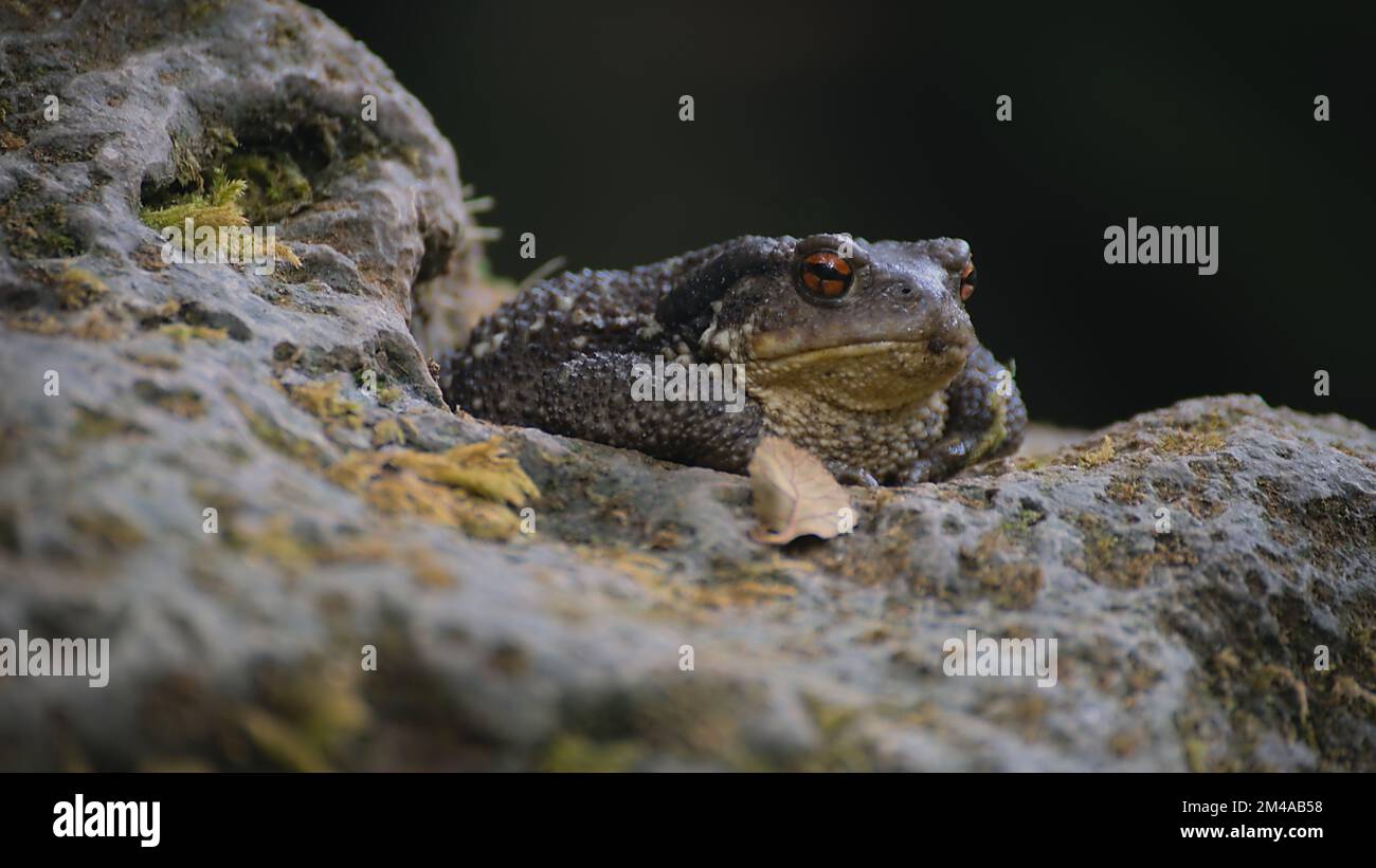 A closeup of a toad on a rock Stock Photo - Alamy