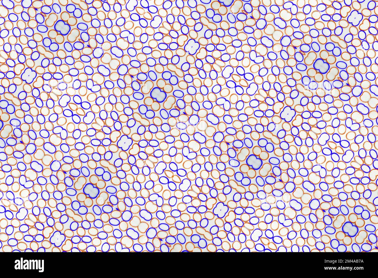 texture multi color rubber band Stock Photo - Alamy