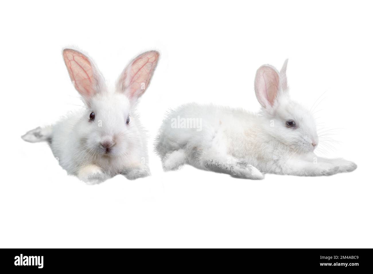 White little rabbit isolated over white background Stock Photo - Alamy