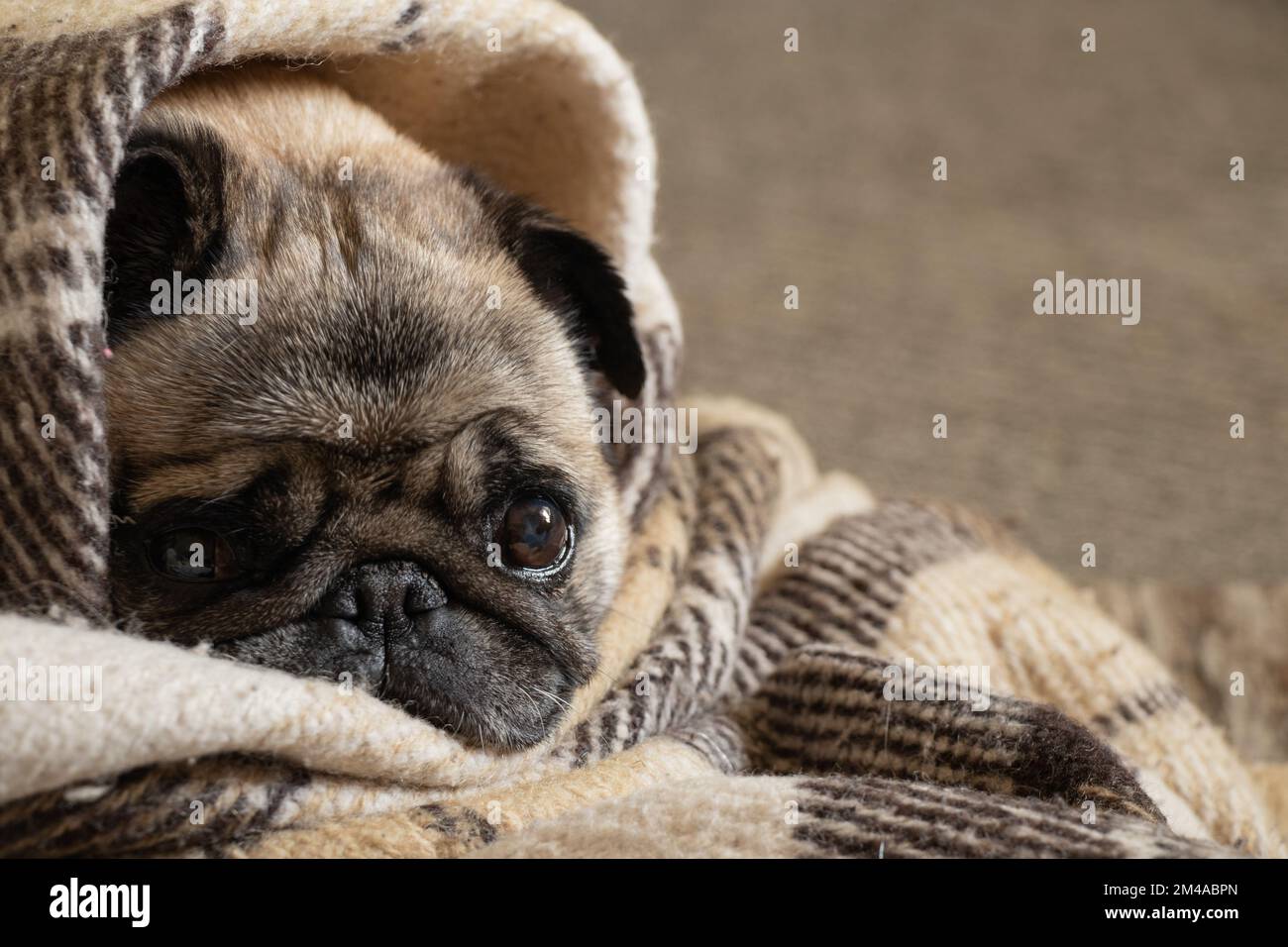 pug dog sitting in the room on the carpet Stock Photo - Alamy