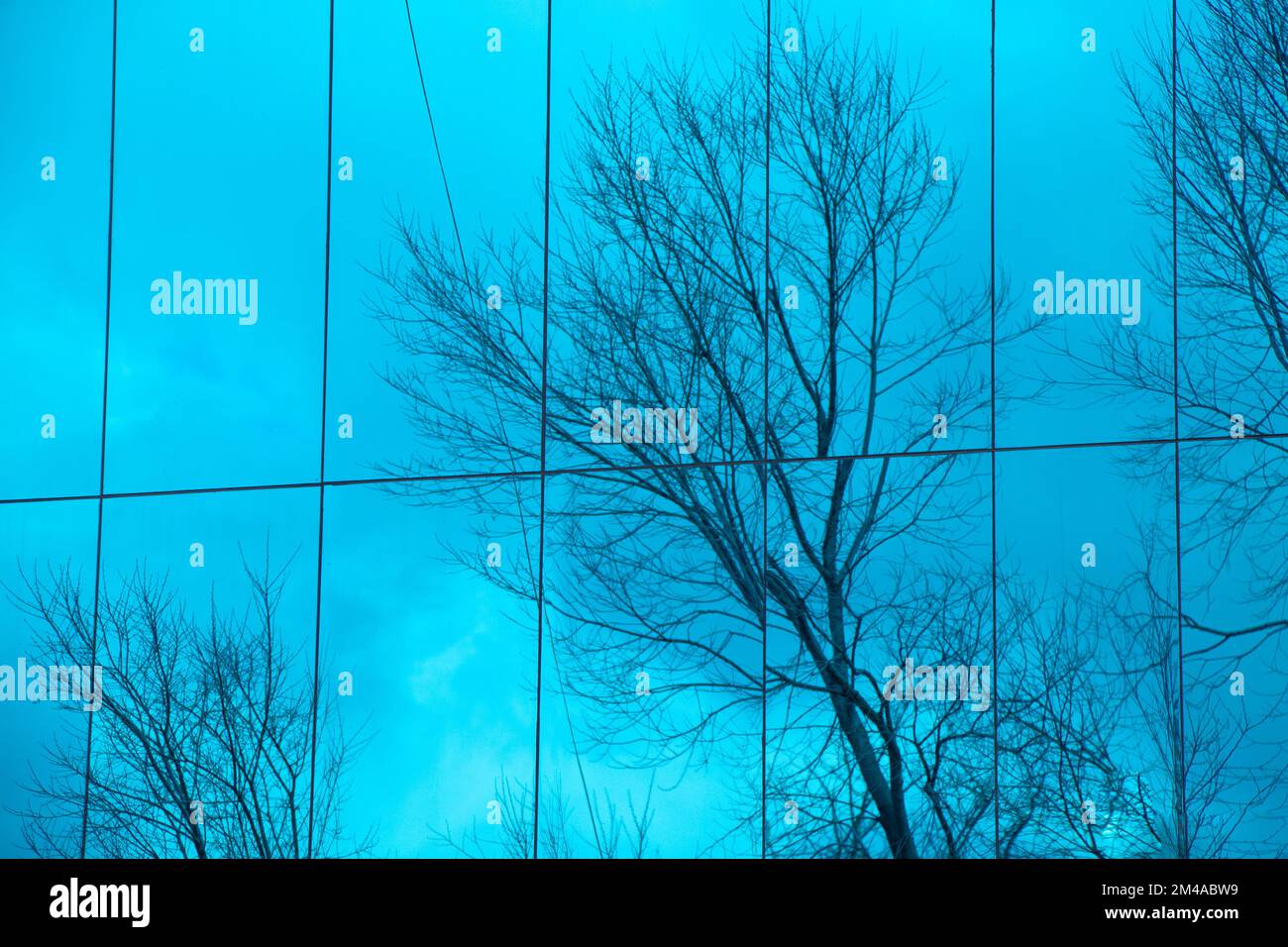reflections of tree branches in a blue glass building facade Stock ...