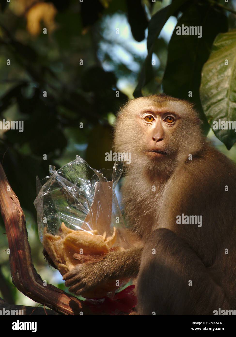 Monkey eating chips hi-res stock photography and images - Alamy