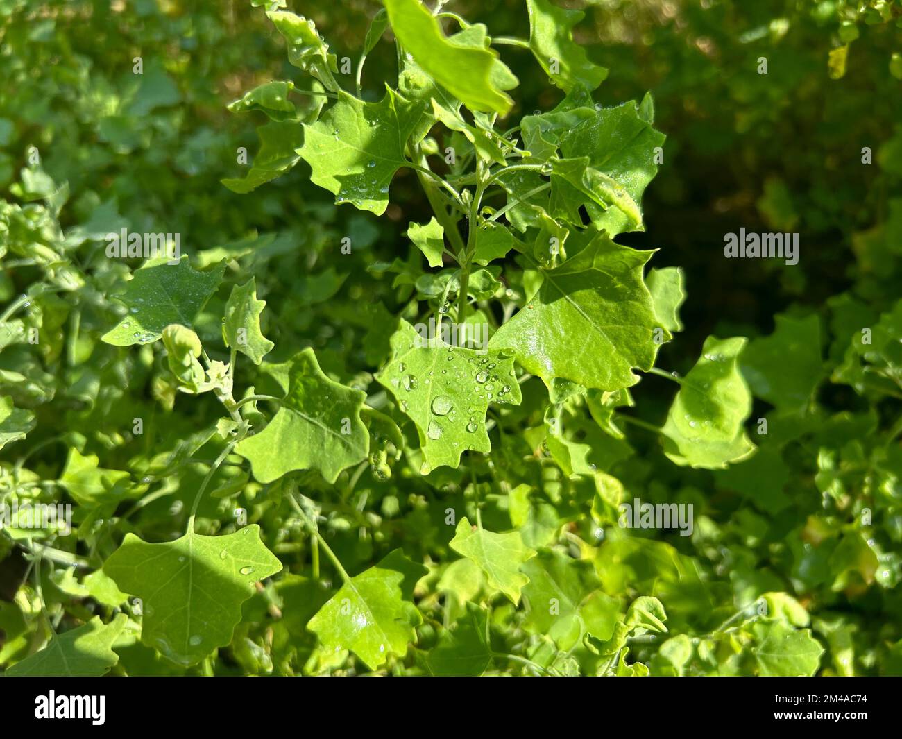 Chenopodium oahuense hi-res stock photography and images - Alamy