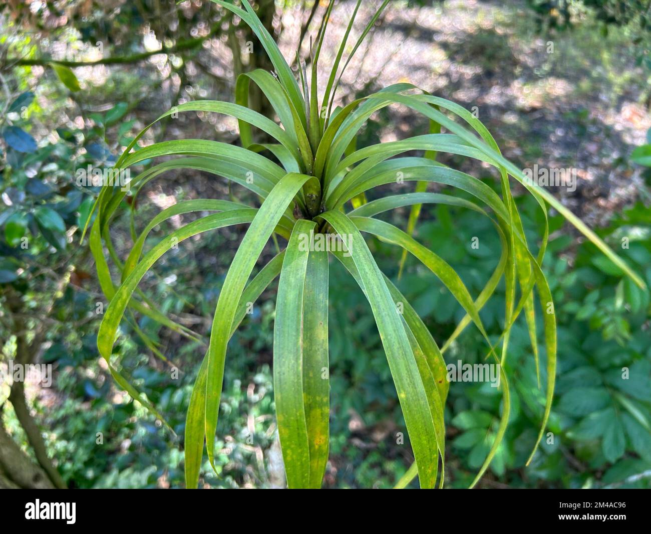 Auwahiensis hi-res stock photography and images - Alamy