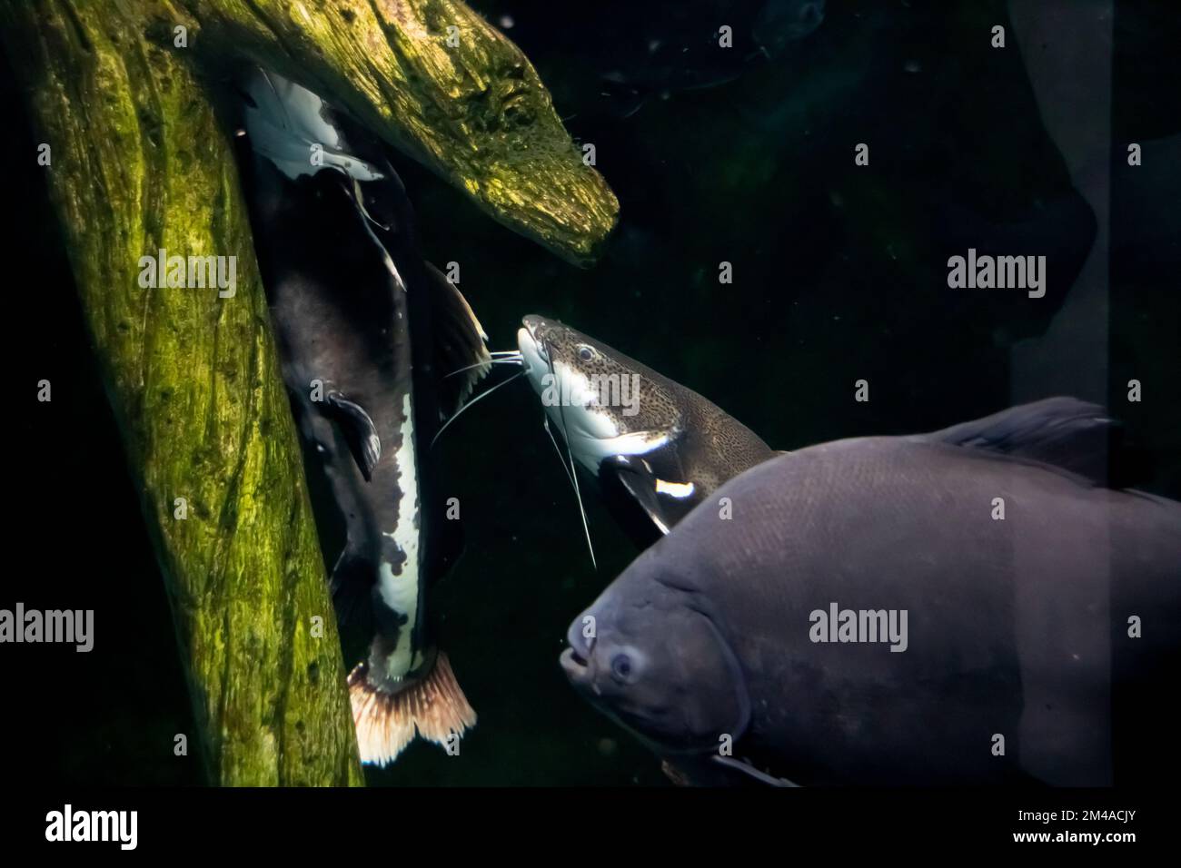 Silver catfish hi-res stock photography and images - Alamy