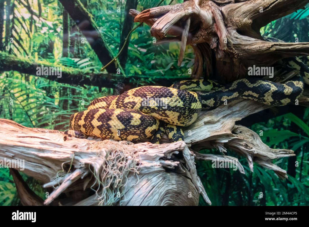 Large yellow snake in a terrarium close up Stock Photo - Alamy