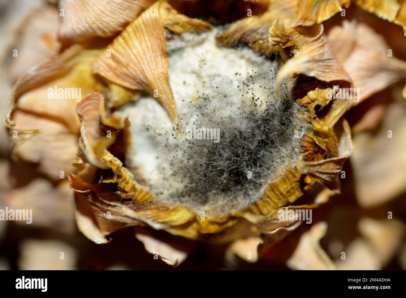 A close up of green mold on root of spoiled pineapple fruit showing the ...