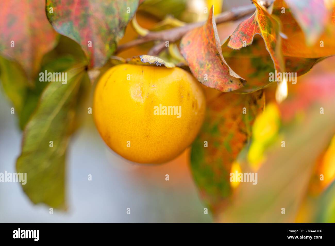 Persimmon ripe fruit garden. Tree branches with ripe persimmon fruits ...