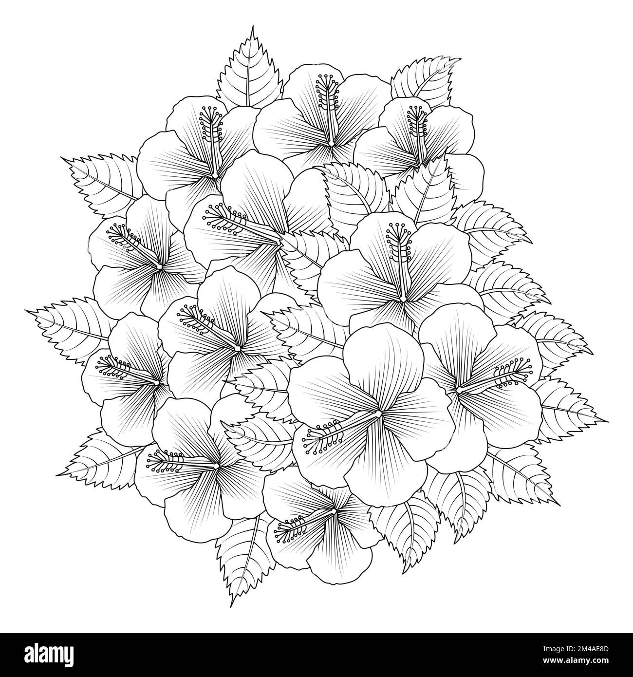 hibiscus flower blooming petal and leaves with hibiscus plant of ...