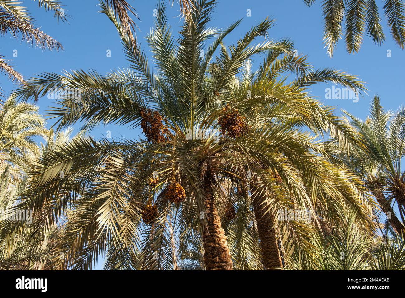 Abstract view of tall large date palm tree phoenix dactylifera with ...