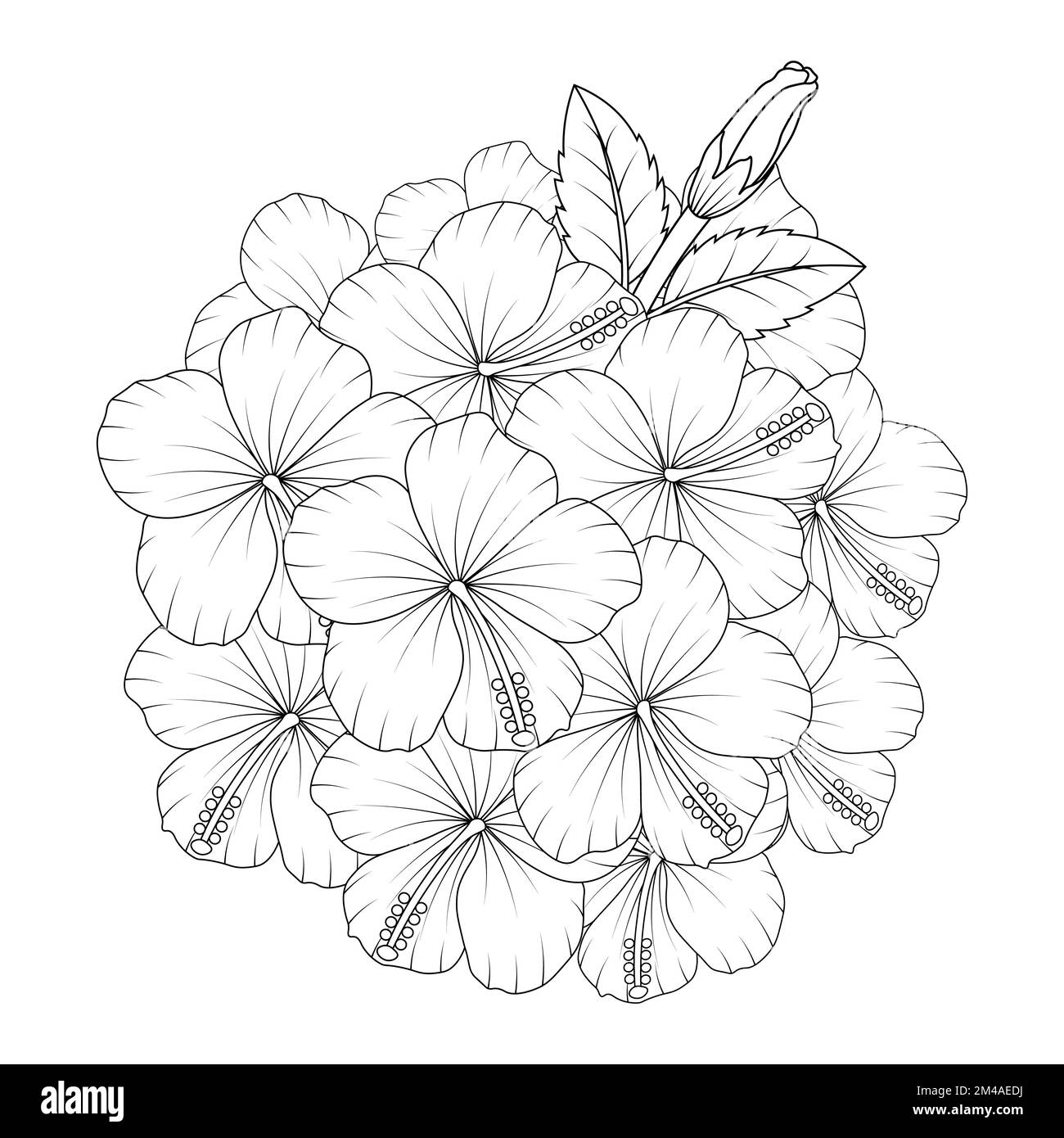 hibiscus flower blooming petal and leaves with hibiscus plant of ...